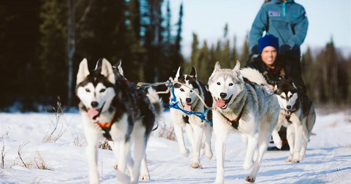 Trip de Día con Perros Trineo, Alaska, Estados-Unidos | Tiqy
