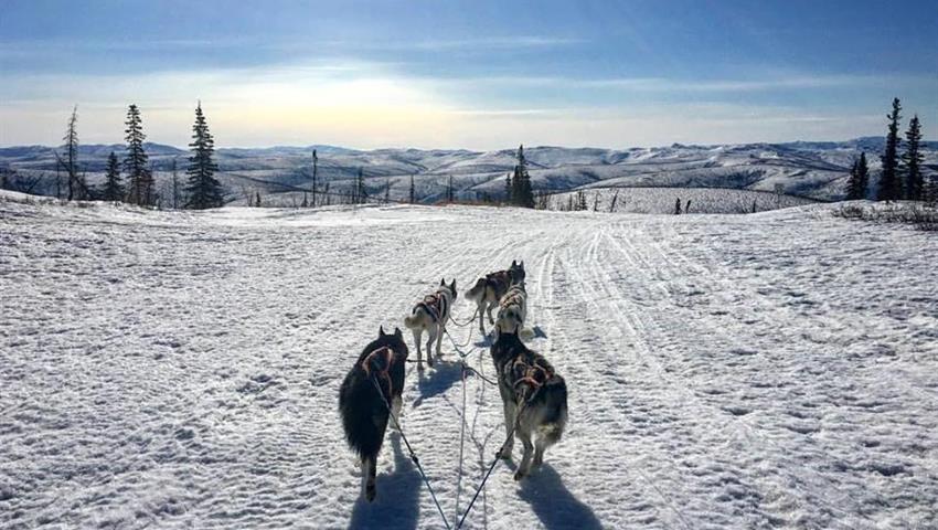 Trip de Día con Perros Trineo, Alaska, Estados-Unidos | Tiqy