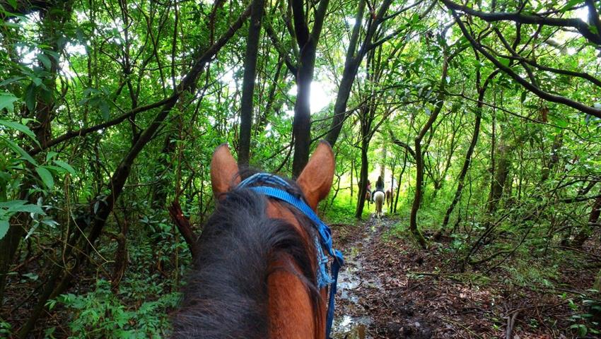 Paseo a Caballo en una Granja, Chiriquí, Panama | Tiqy
